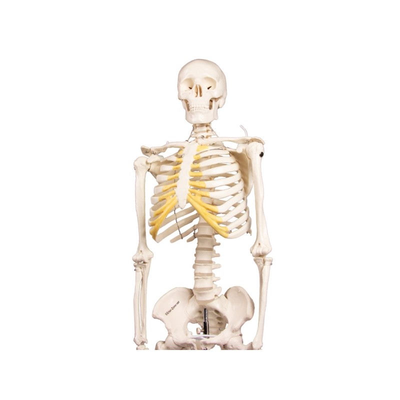 Miniature Model Skeleton Tom | Health and Care